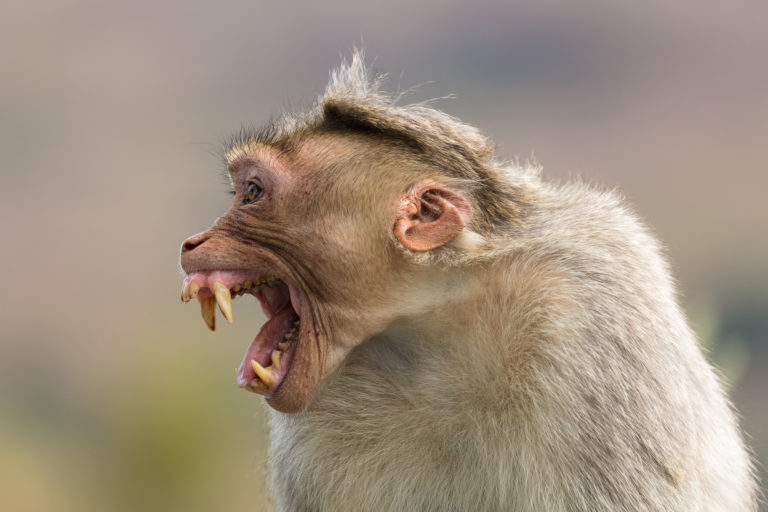 Fun With Rhesus Macaques